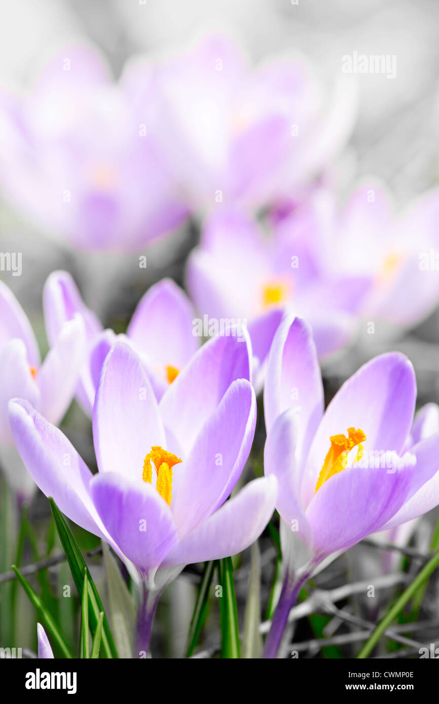 Purple crocus blooms hi-res stock photography and images - Alamy