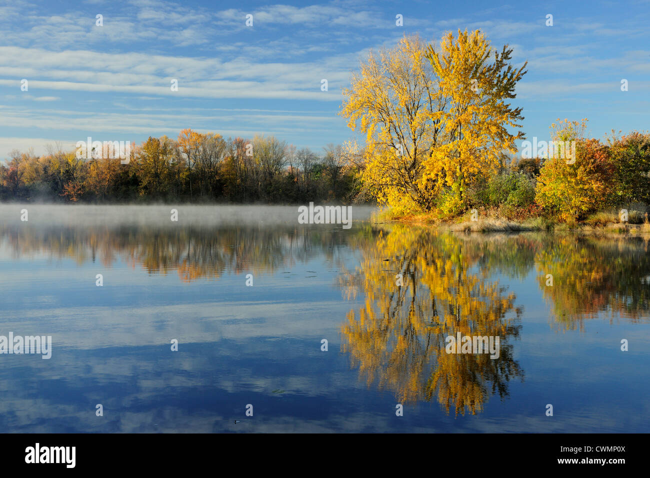 Sugar maple in autumn foliage reflected in the Vermilion River, Greater ...