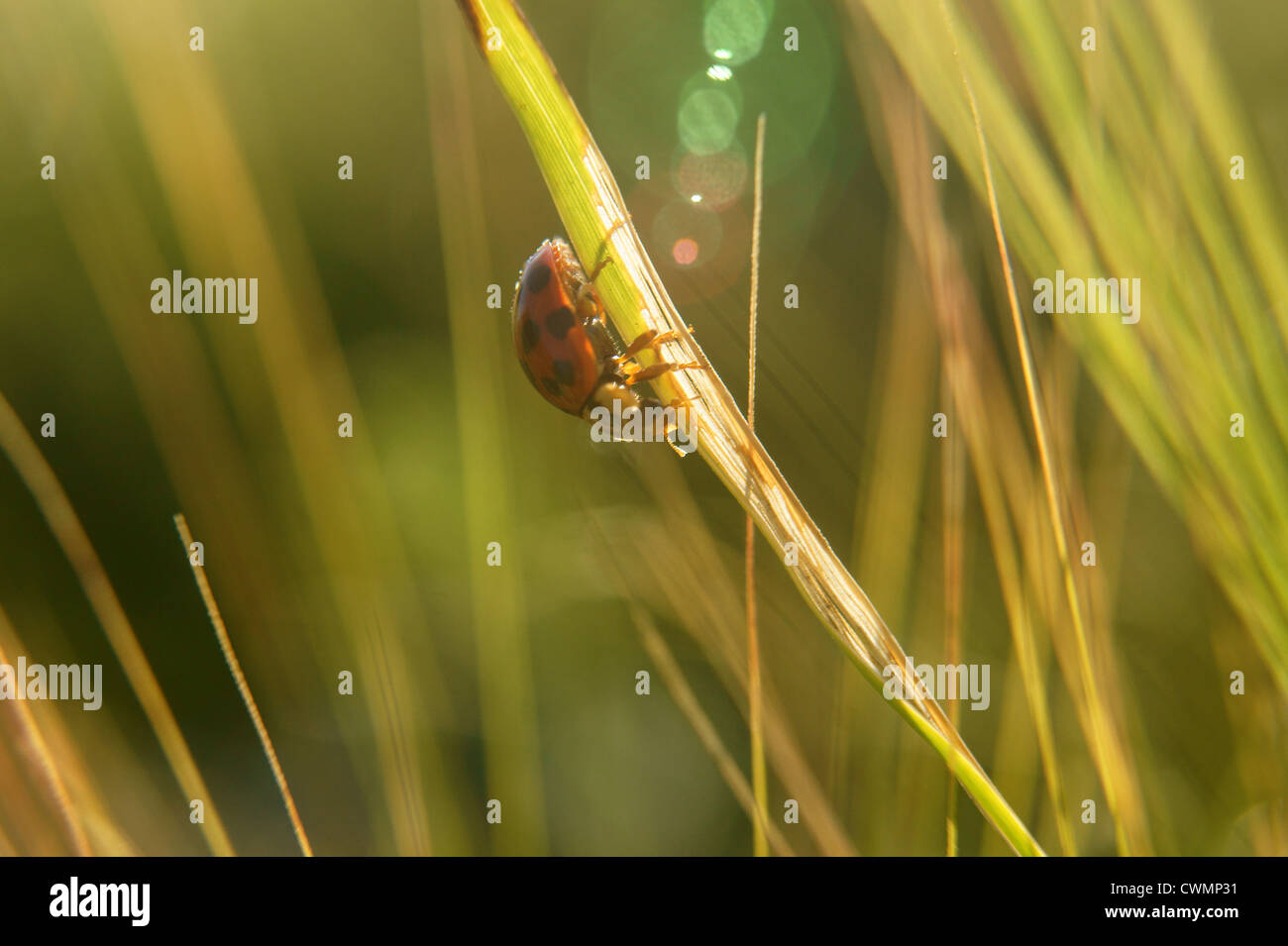 ladybug in the back light Stock Photo - Alamy