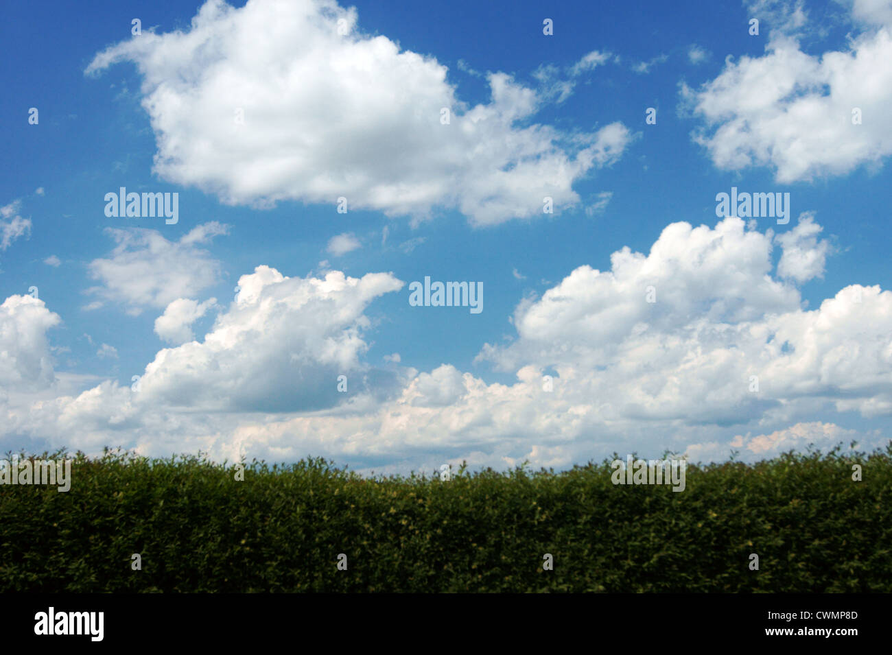 clouds and hedge Stock Photo - Alamy