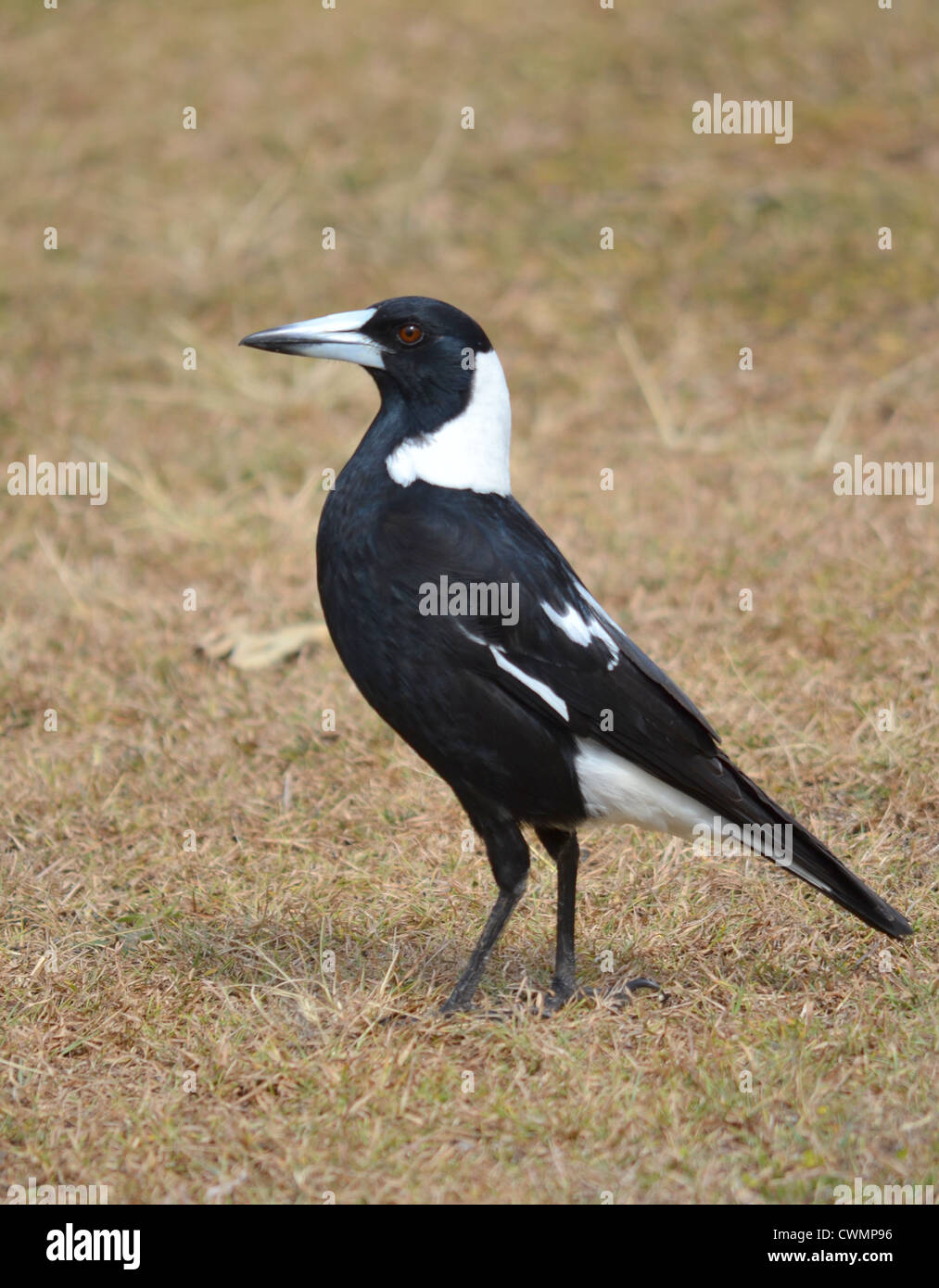 Closeup of a magpie Stock Photo - Alamy