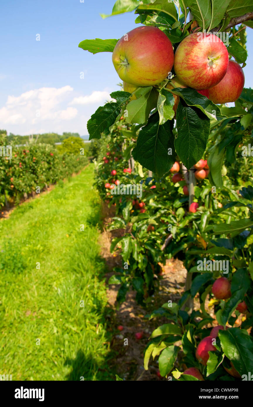 Tasty, ripe apples growing in a plantation Stock Photo - Alamy