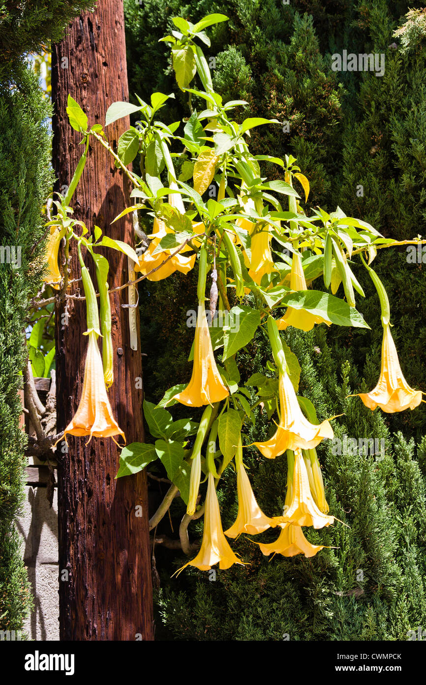 Yellow Angel Trumpet in bloom Stock Photo - Alamy