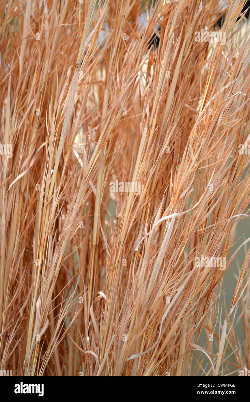 Wheat plant hi-res stock photography and images - Alamy