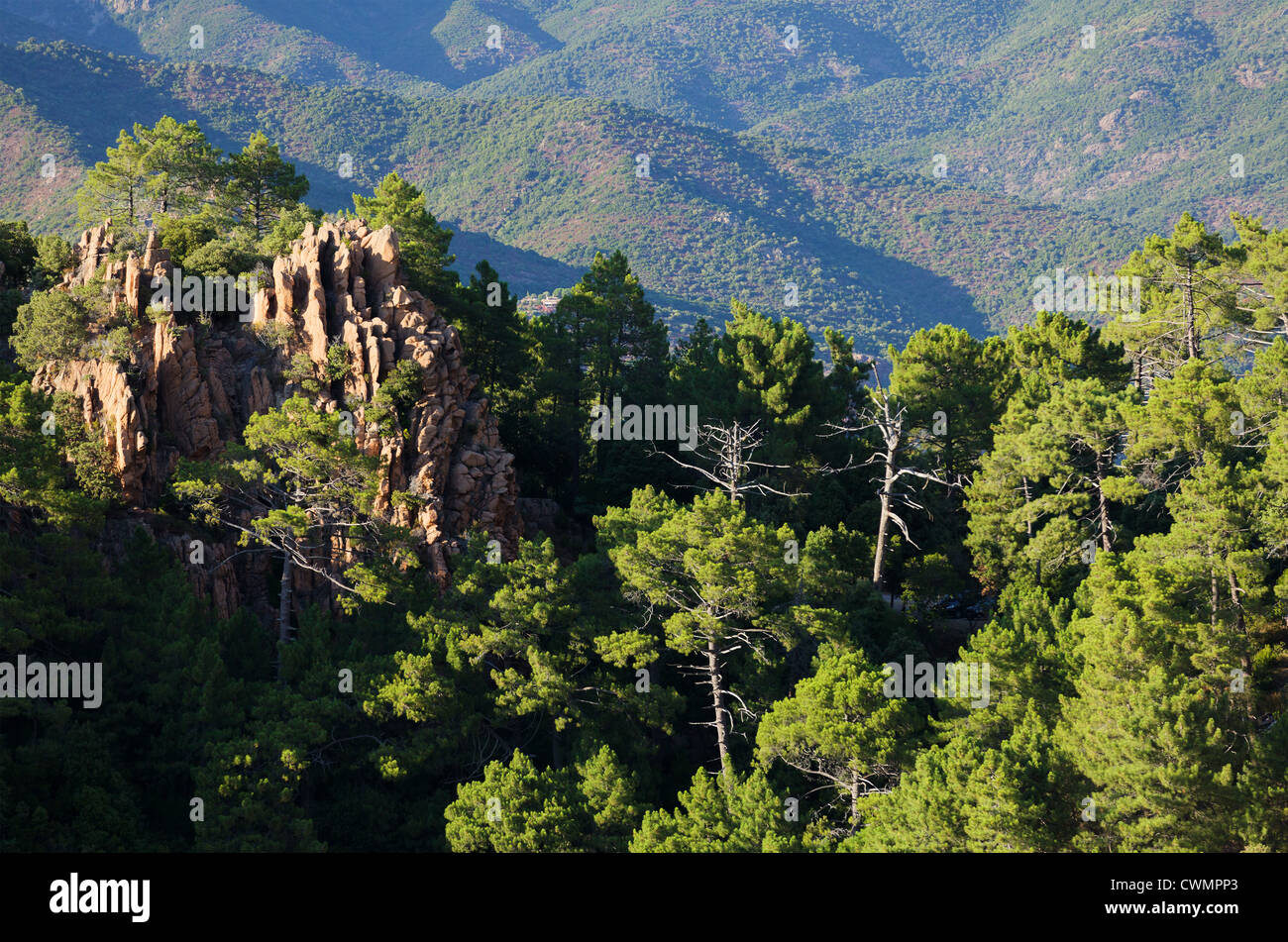 Corsican pine forest hi-res stock photography and images - Alamy