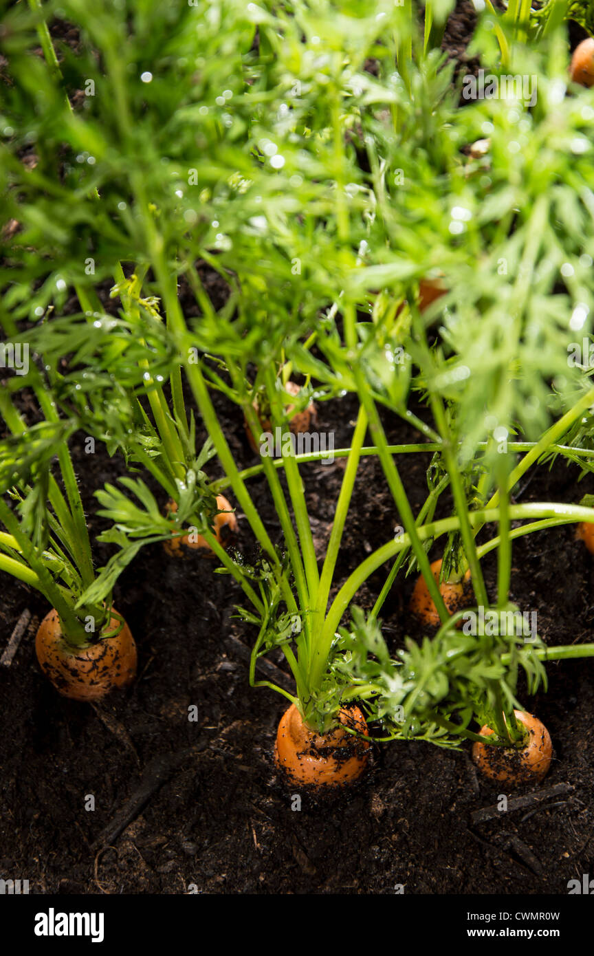 Planting carrots dirt hi-res stock photography and images - Alamy