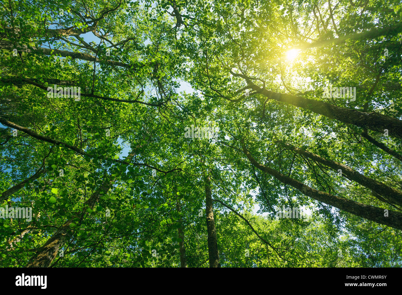 Sunlight through the woods hi-res stock photography and images - Alamy
