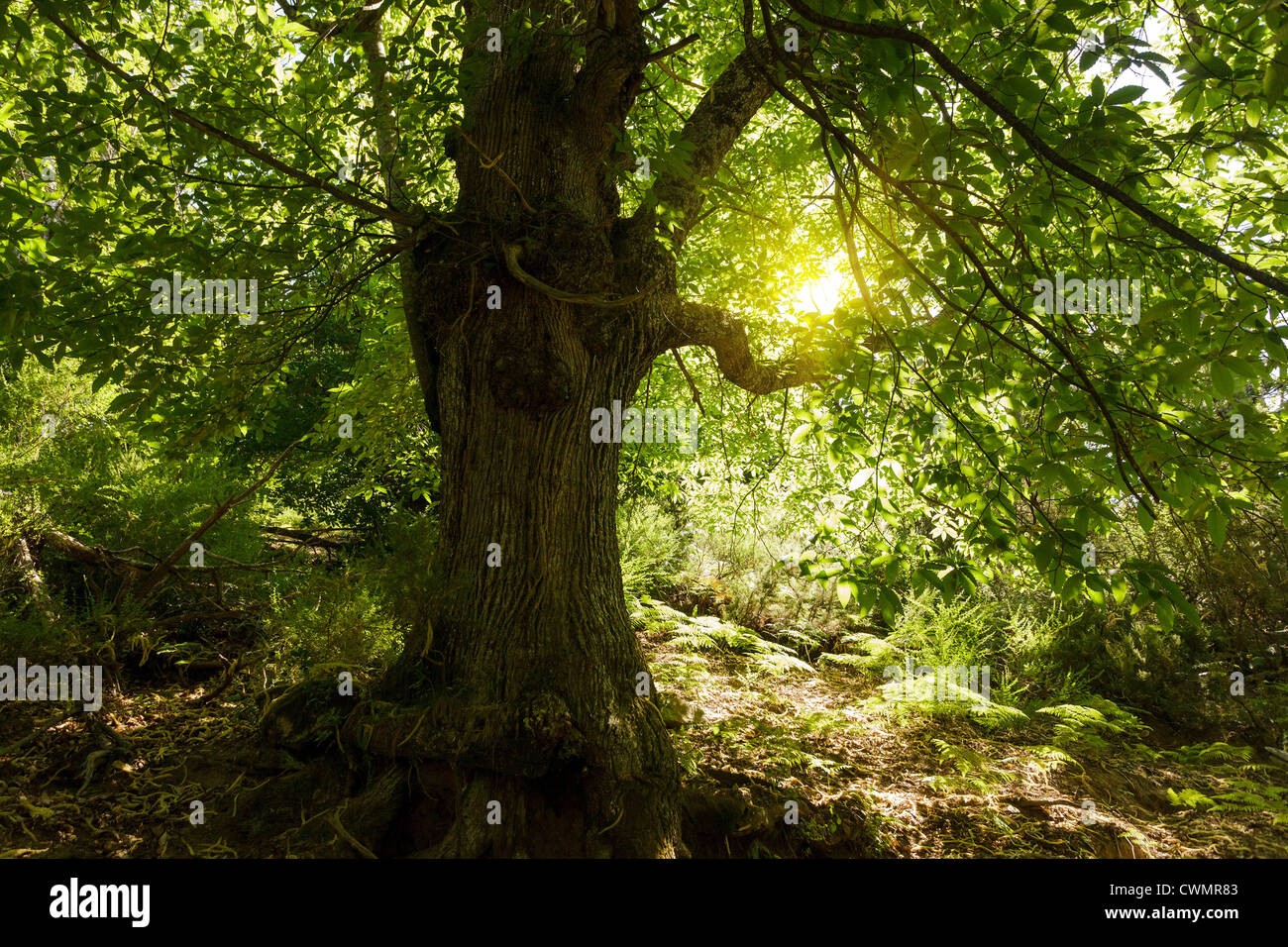 Rock under tree hi-res stock photography and images - Alamy