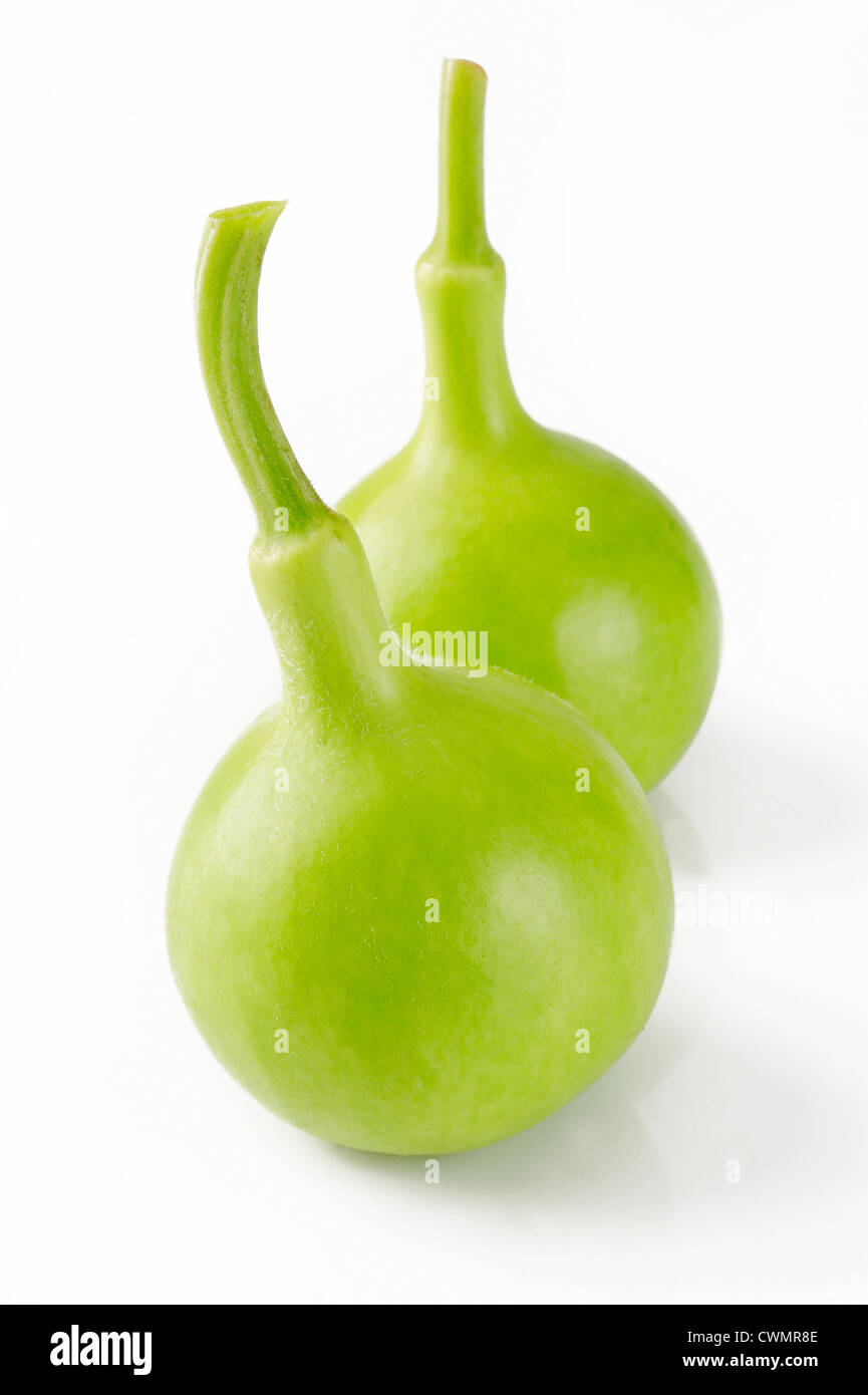 Calabash High Resolution Stock Photography and Images - Alamy