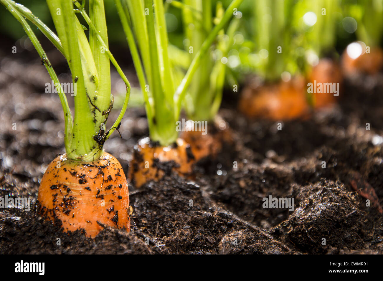 Planting carrots dirt hi-res stock photography and images - Alamy
