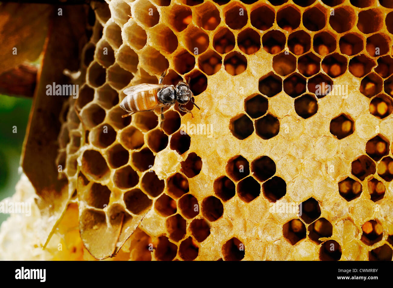 Honey comb on tree hi-res stock photography and images - Alamy