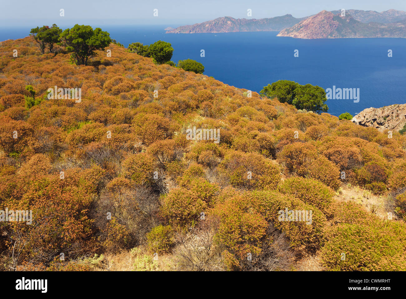 wild Mediterranean coastline in Corsica island, France Stock Photo - Alamy