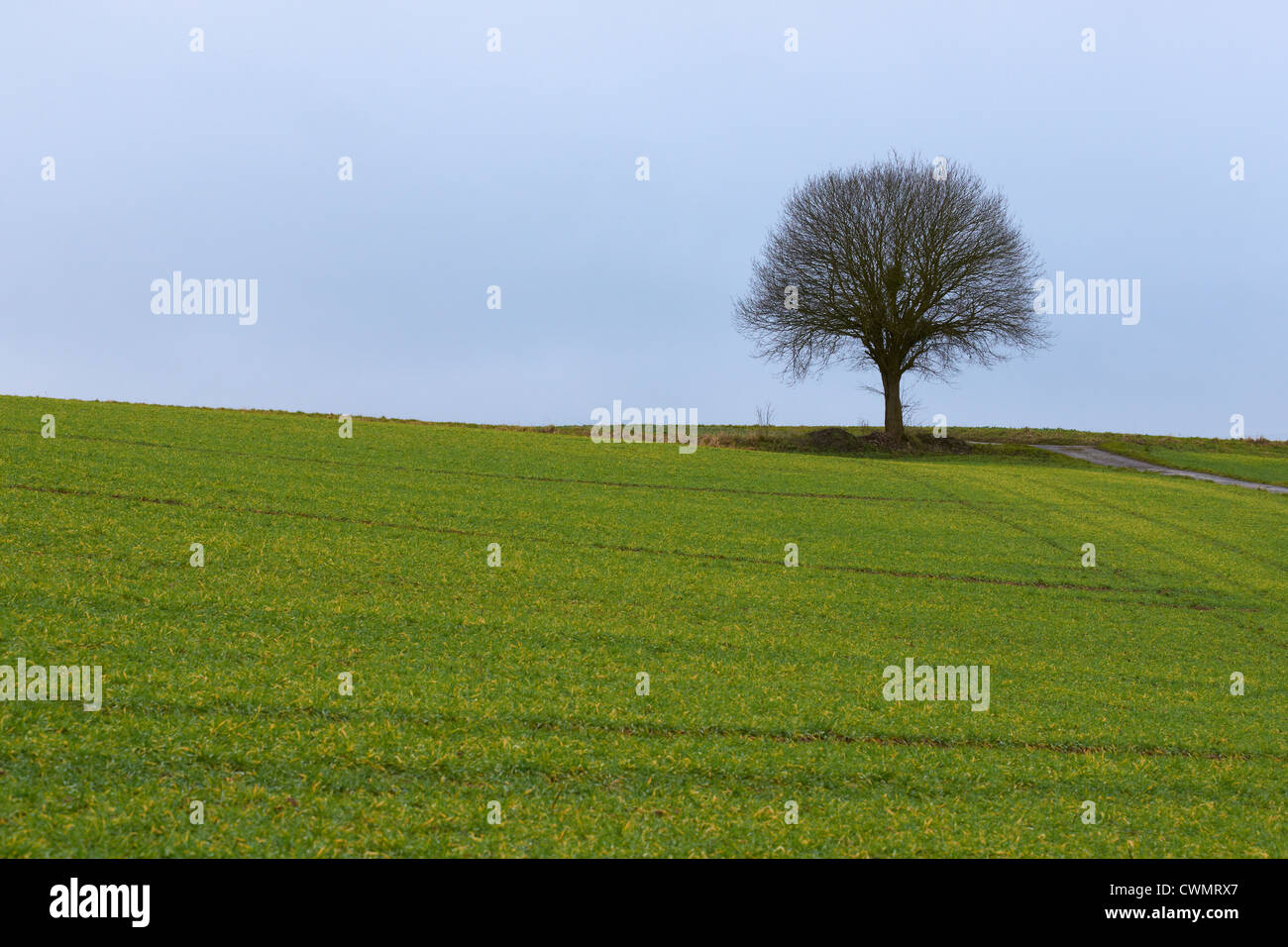 Tree in the fields Stock Photo - Alamy
