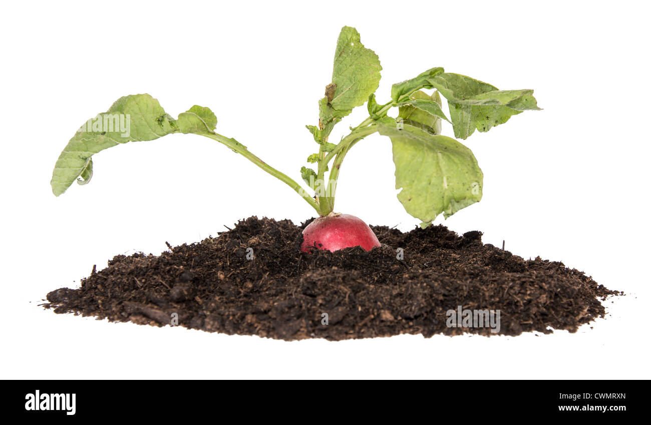 Radish root field hi-res stock photography and images - Alamy