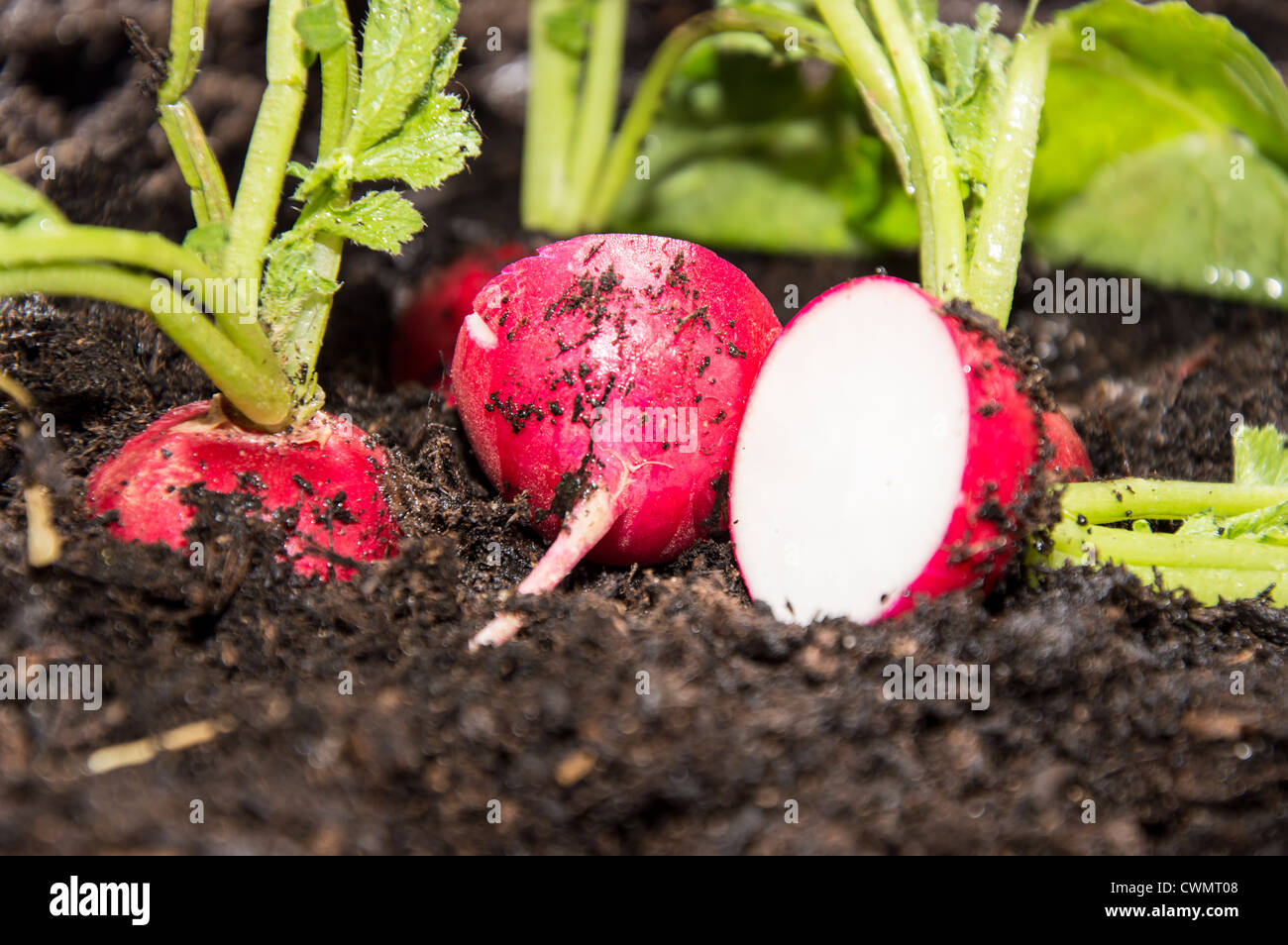 Small Radish plants in the garden Stock Photo - Alamy