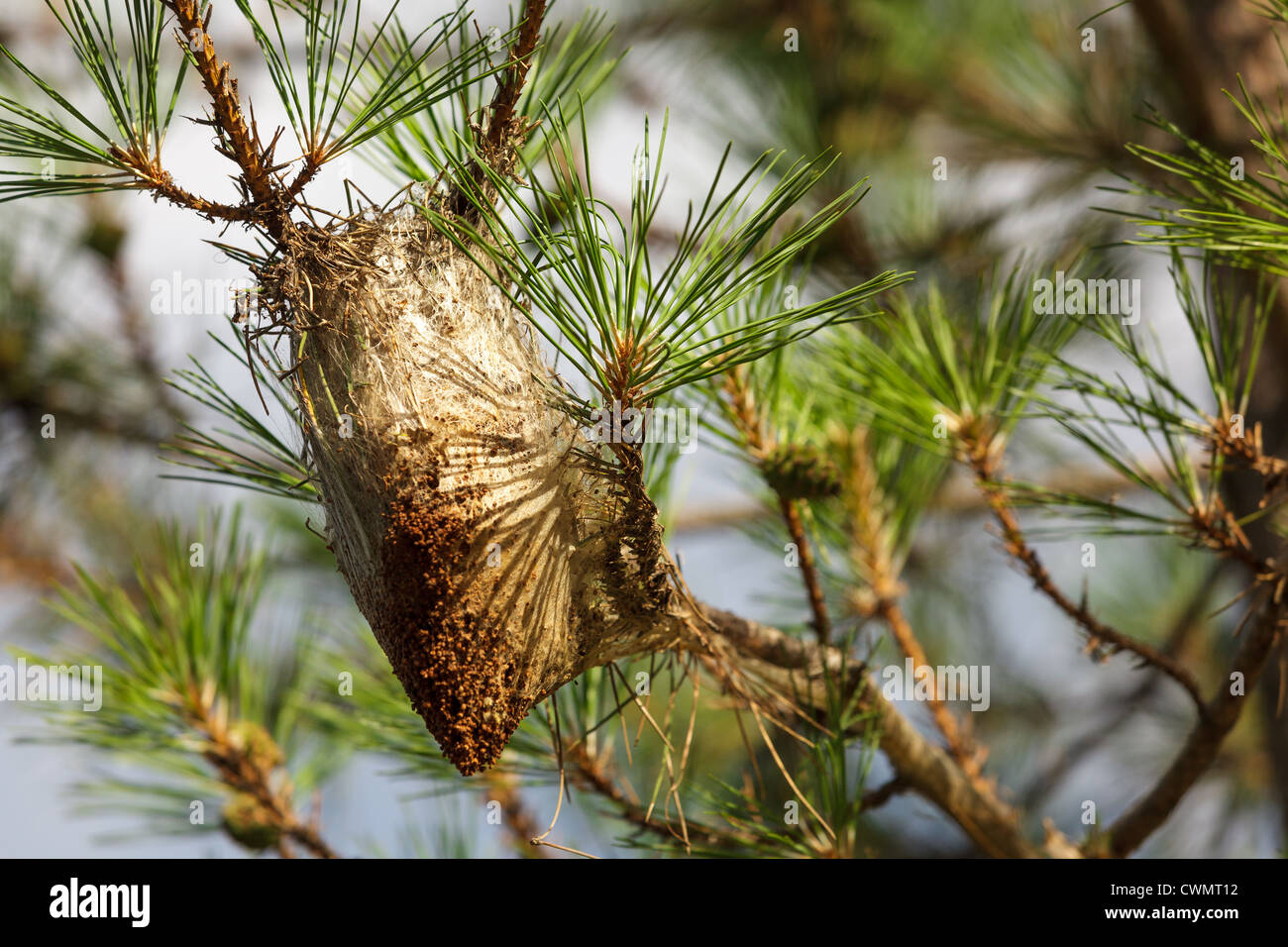 Caterpillar on tree hi-res stock photography and images - Alamy
