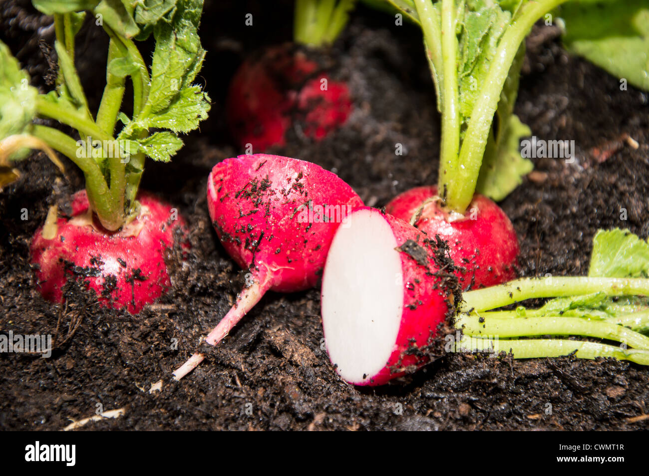 Radish in ground hi-res stock photography and images - Alamy