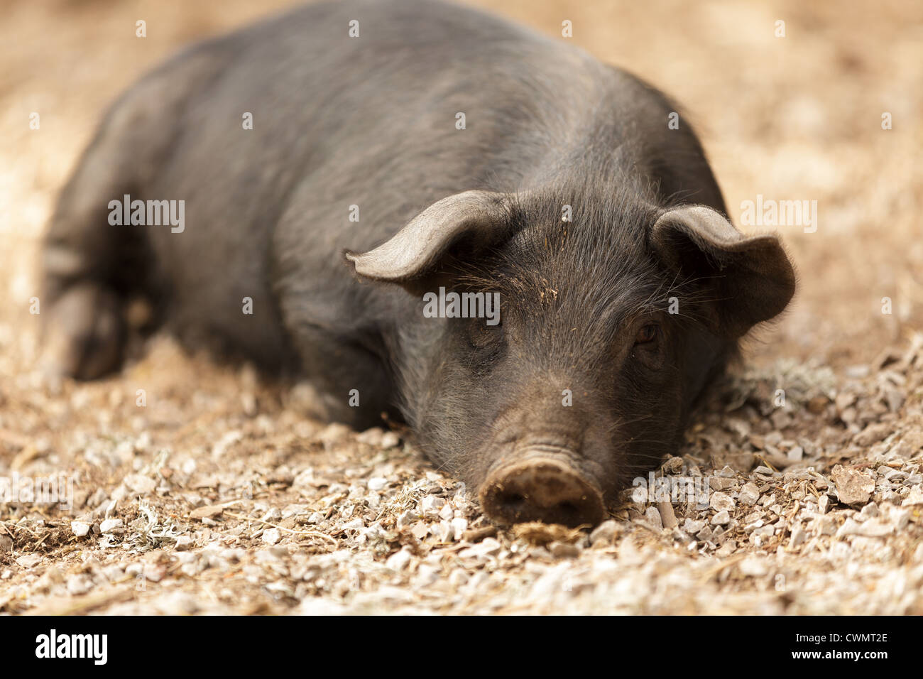Wild Boar Sleeping In Forest High Resolution Stock Photography and ...