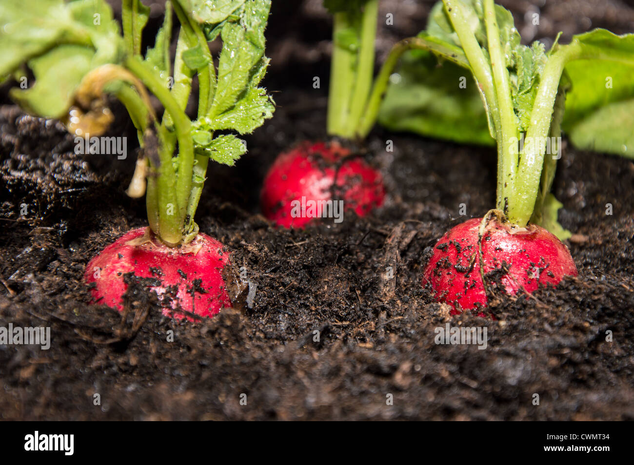 Small Radish plants in the garden Stock Photo - Alamy