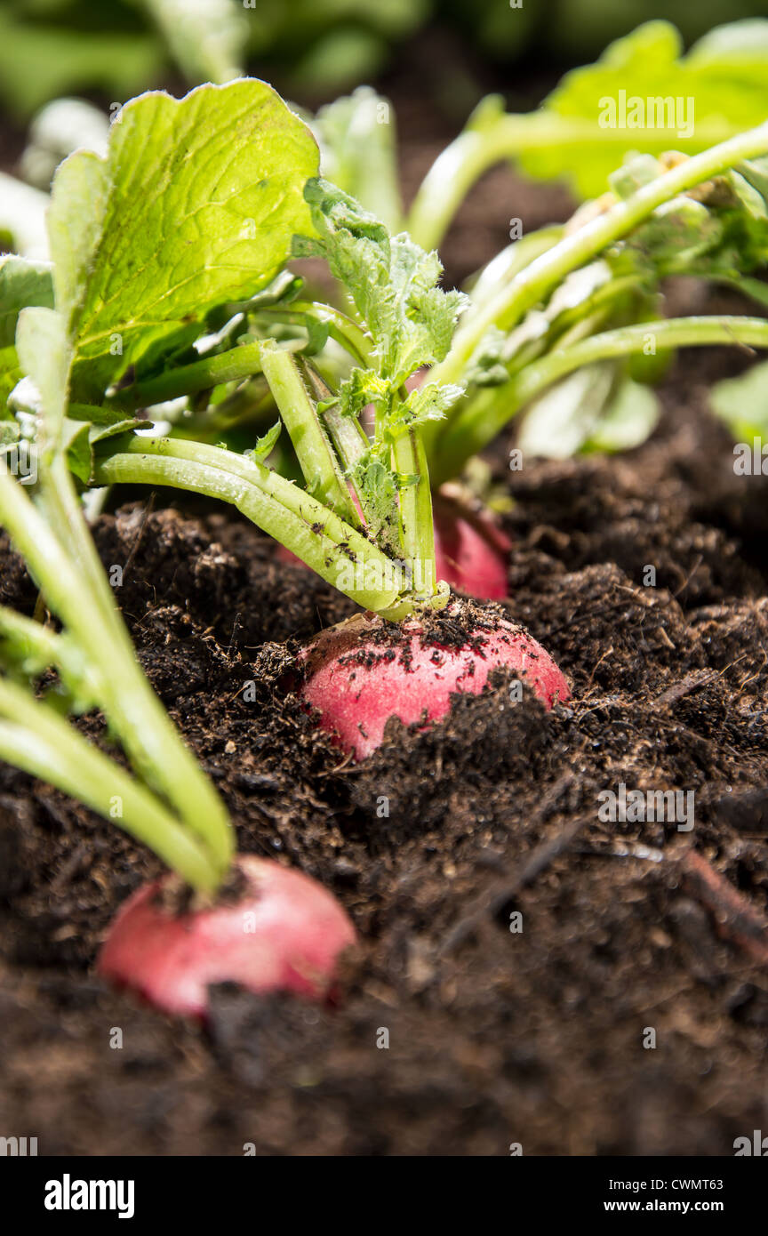 Small Radish plants in the garden Stock Photo - Alamy