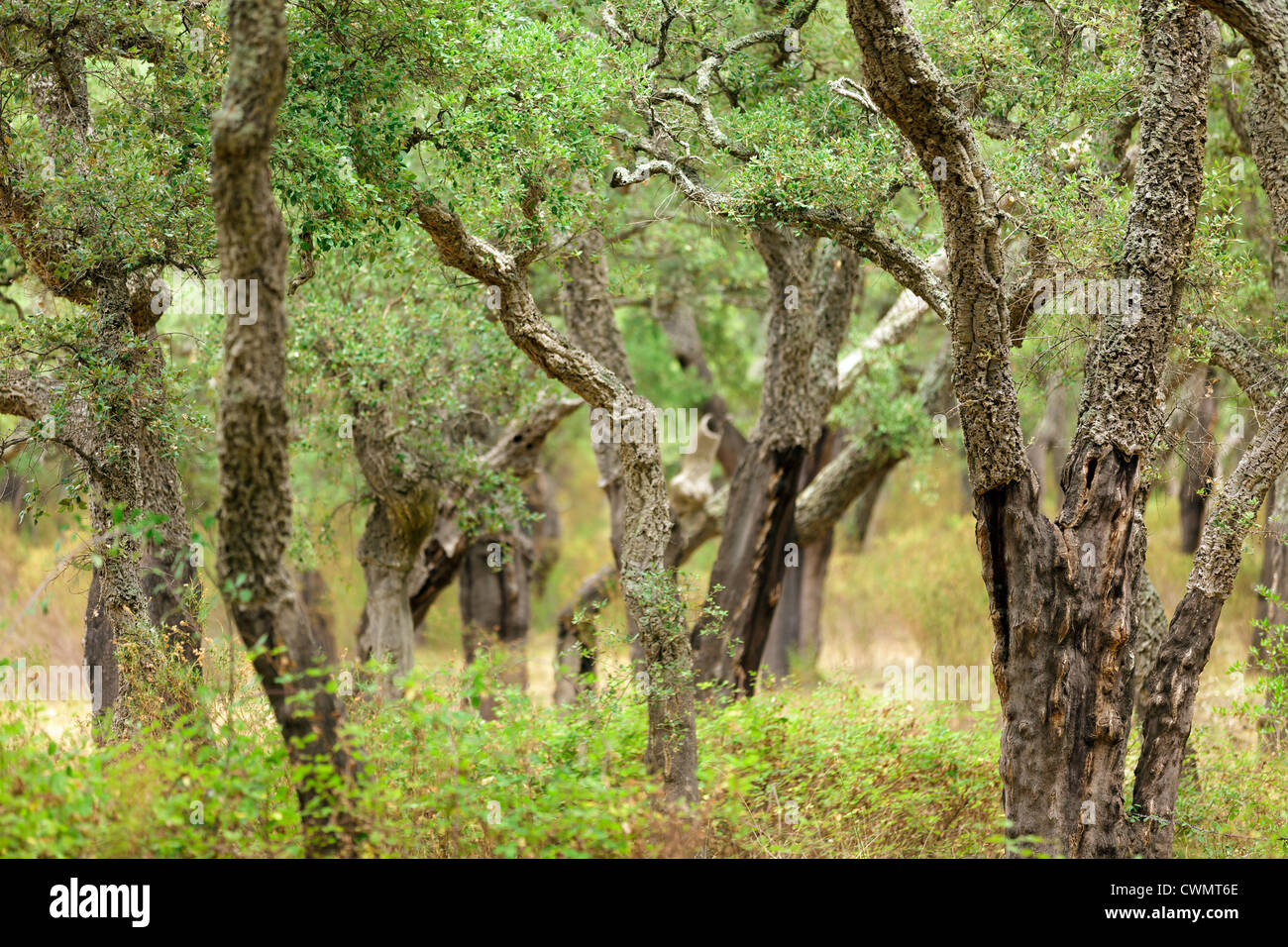 Mediterranean evergreen forest hi-res stock photography and images - Alamy