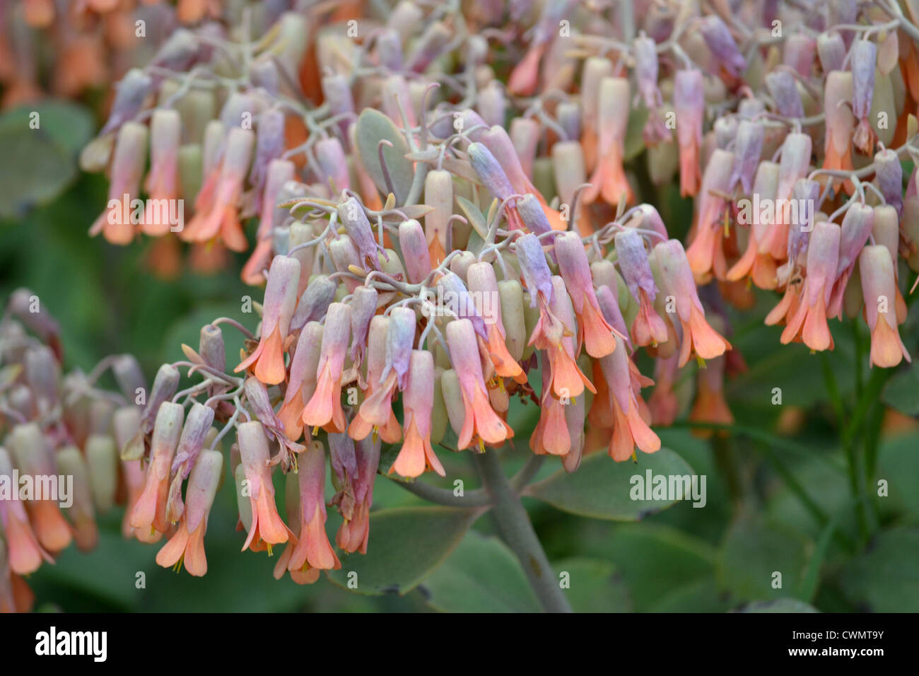 Pink bell flowers hi-res stock photography and images - Alamy
