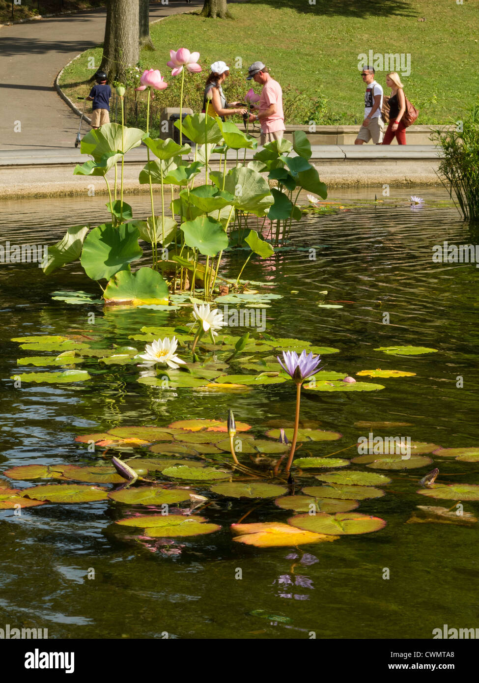 Bethesda Plaza Fountain, Tourists and Lilly Pads, NYC Stock Photo - Alamy
