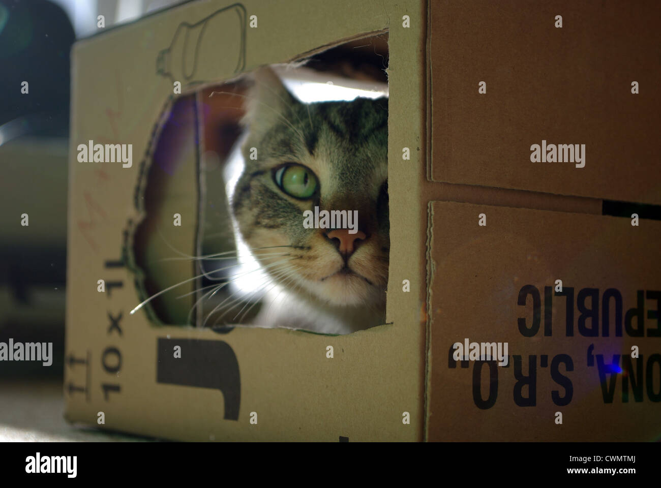 Cat in carton hi-res stock photography and images - Alamy