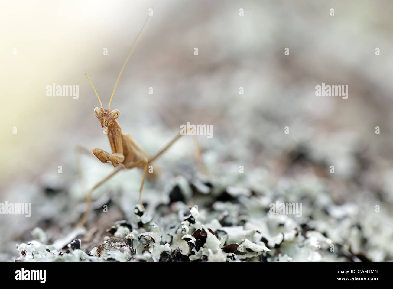Lichen mantis hi-res stock photography and images - Alamy