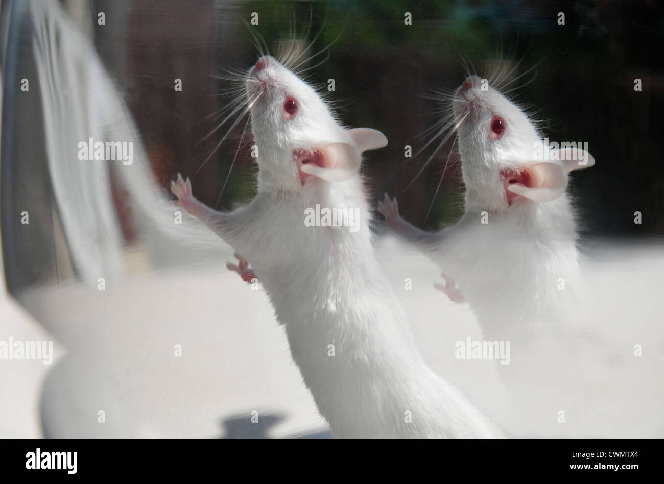 White mouse laboratory hi-res stock photography and images - Alamy