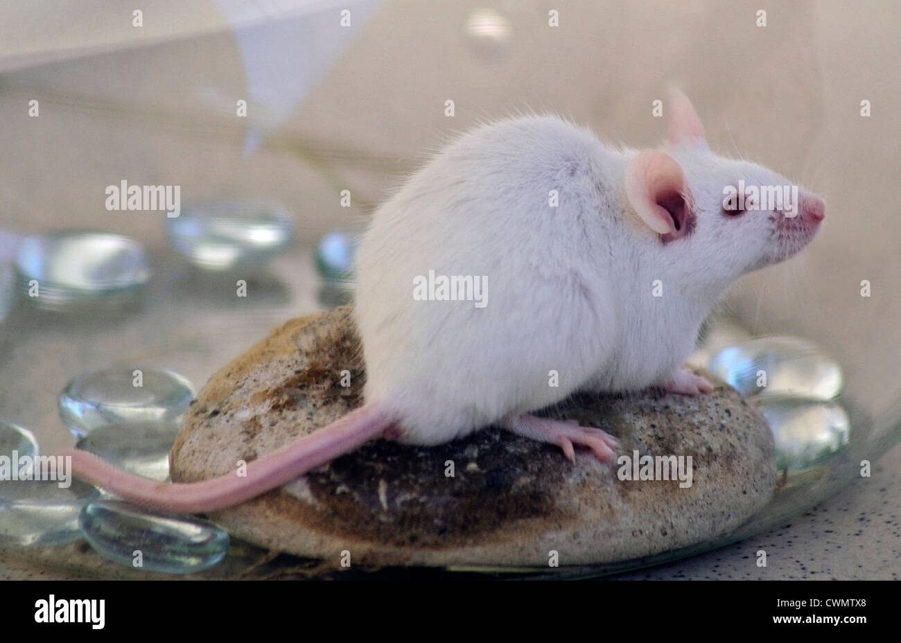 White laboratory mouse hi-res stock photography and images - Alamy