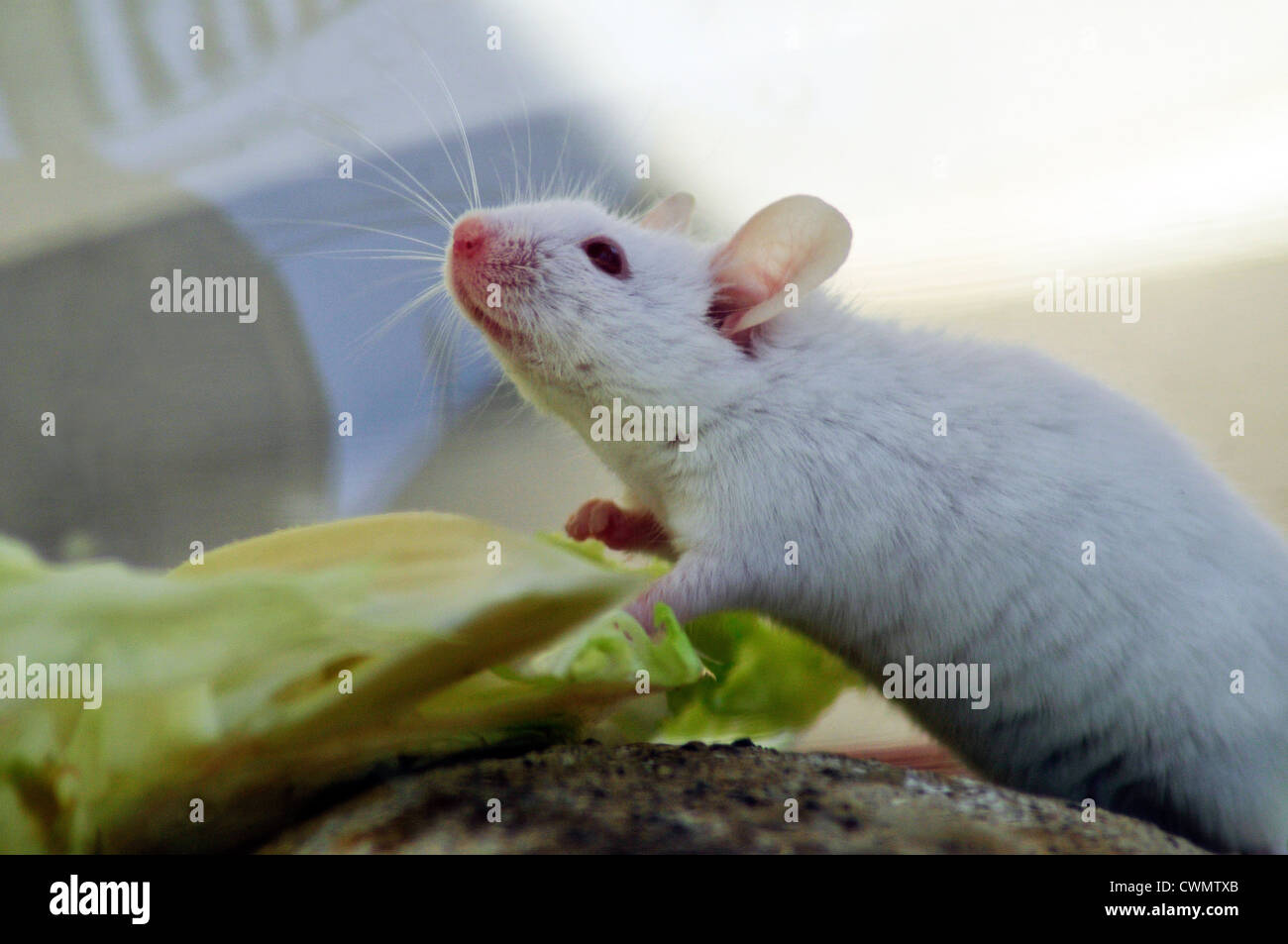 White laboratory mouse hi-res stock photography and images - Alamy
