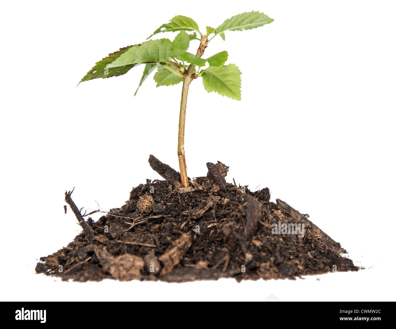 Small Seedling isolated on white background Stock Photo - Alamy