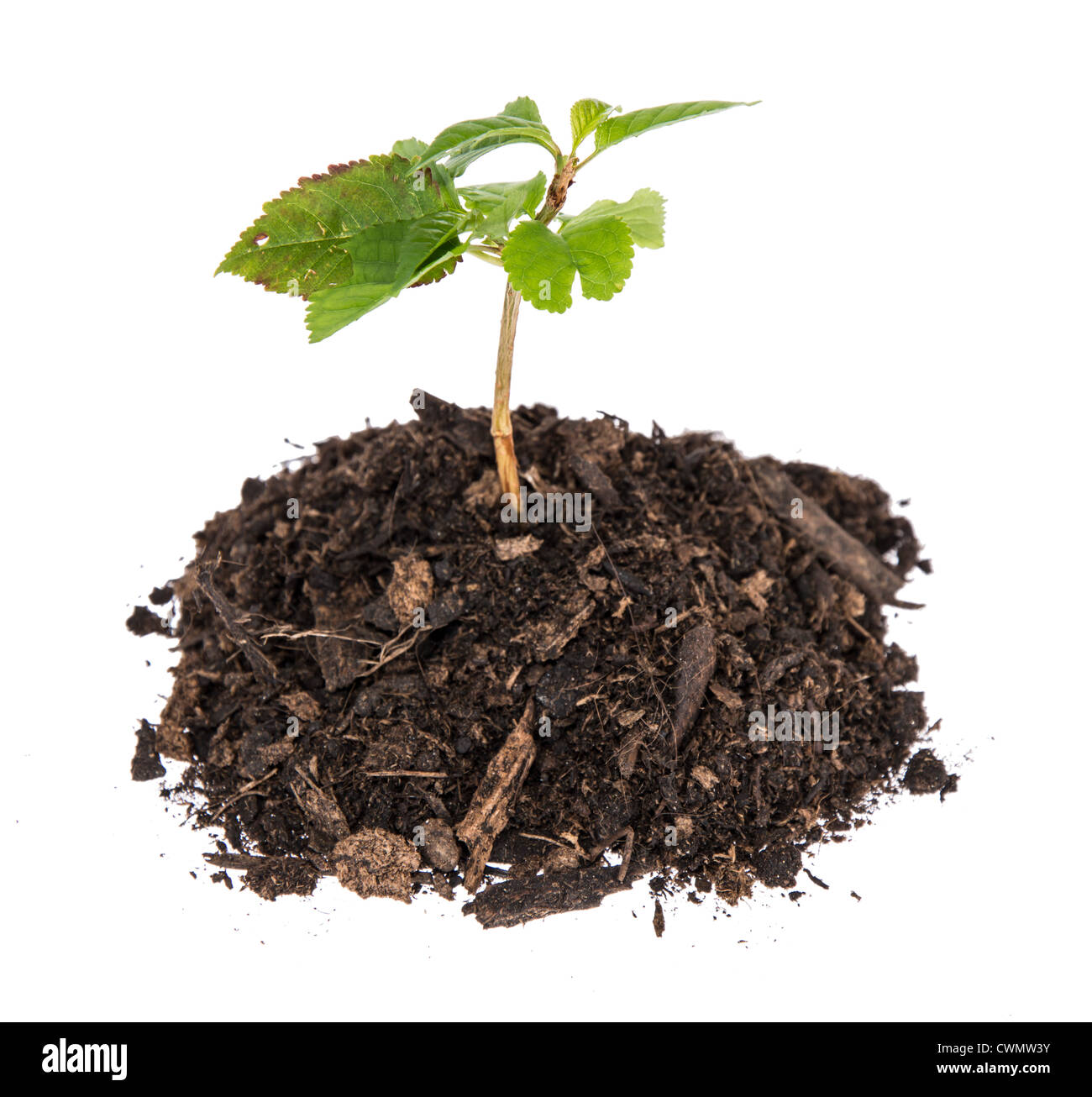 Small Seedling isolated on white background Stock Photo - Alamy