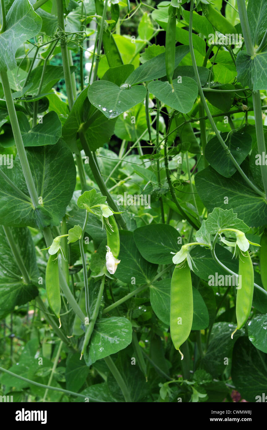 New growth pods hi-res stock photography and images - Alamy
