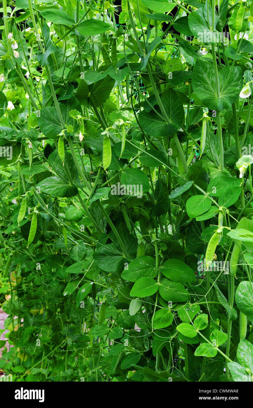 Urban garden pods hi-res stock photography and images - Alamy