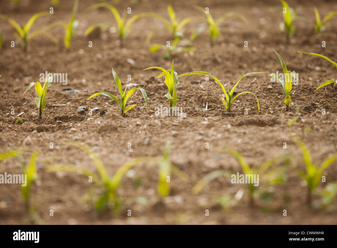 Corn sprouting hi-res stock photography and images - Alamy