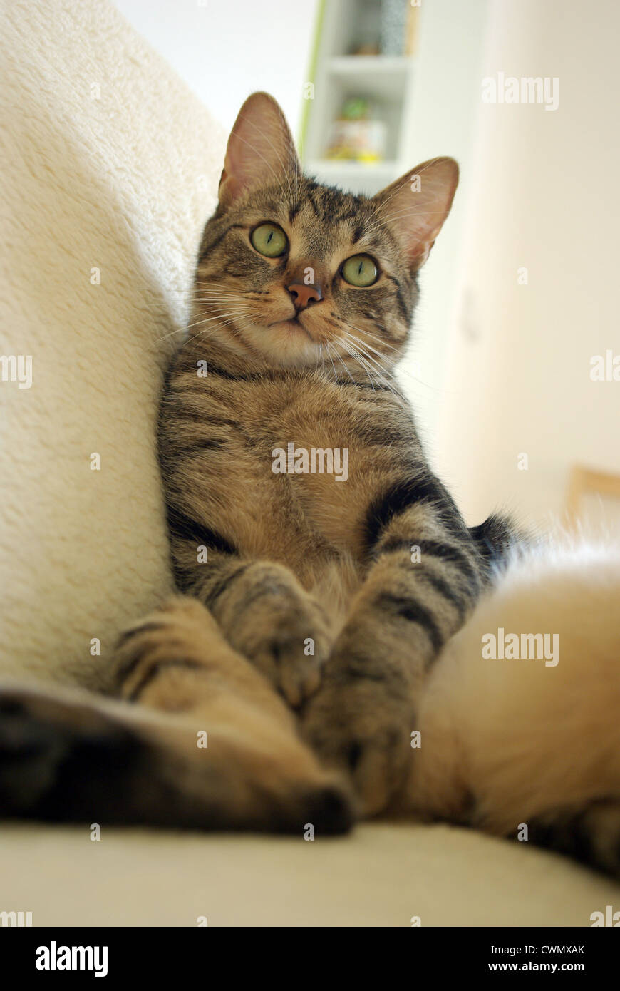 Human and cat hi-res stock photography and images - Alamy