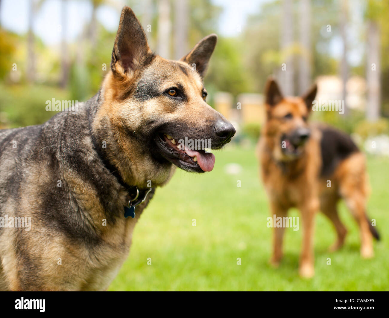 USA, Utah, Salt Lake, German Shepard Stock Photo - Alamy