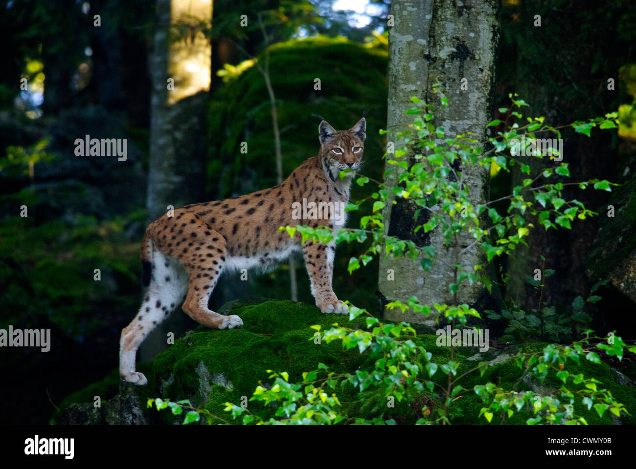 Rys Ostrovid High Resolution Stock Photography and Images - Alamy