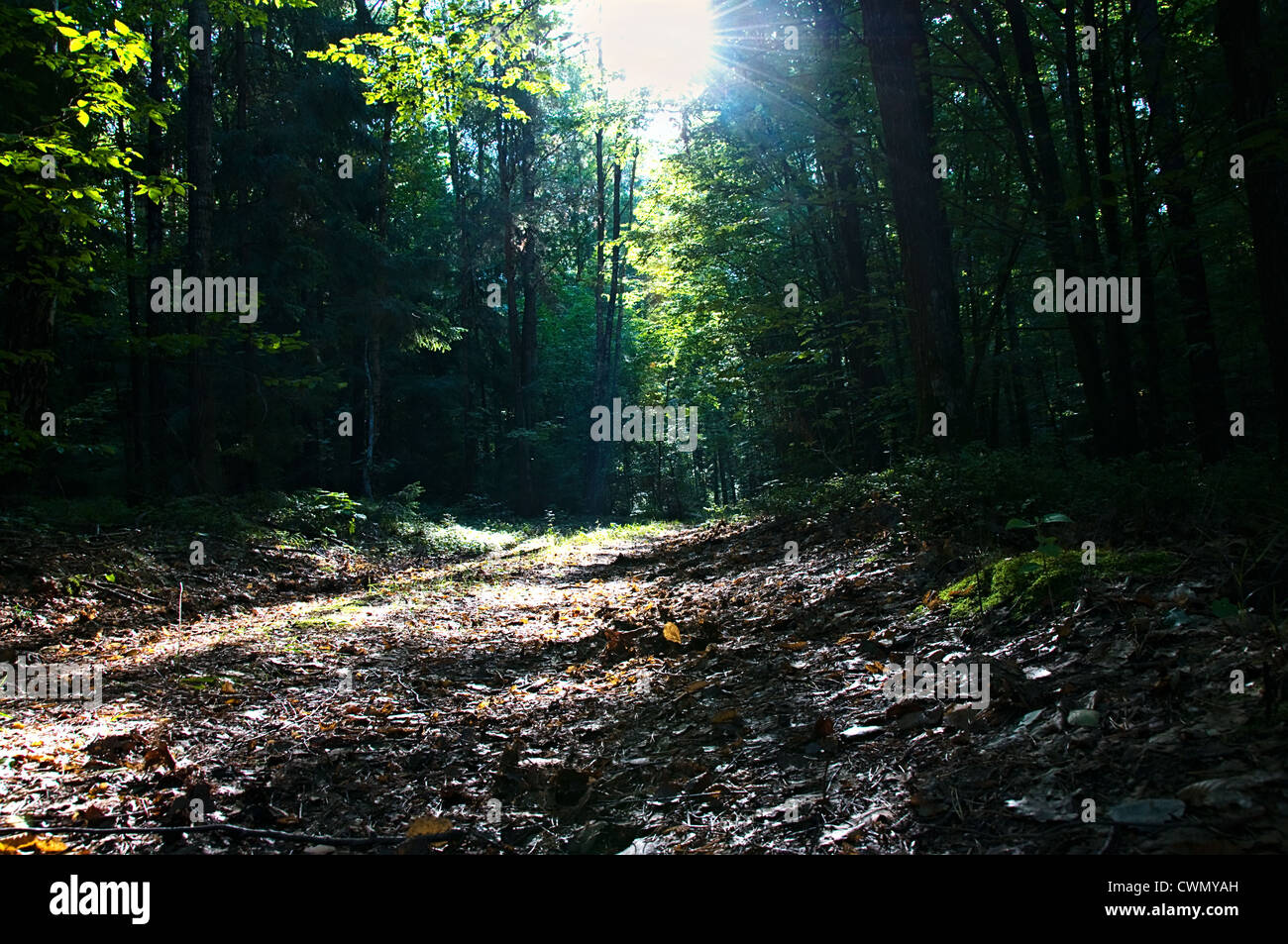 Summer forest road Stock Photo - Alamy
