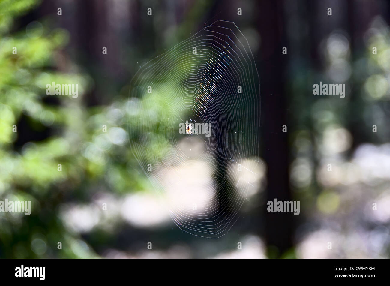 Spider form hi-res stock photography and images - Alamy