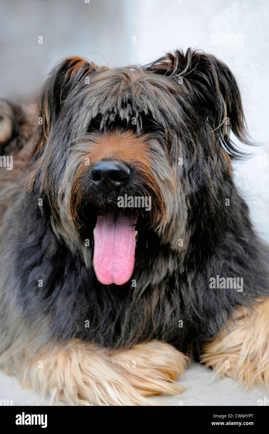 Bearded kolie hi-res stock photography and images - Alamy