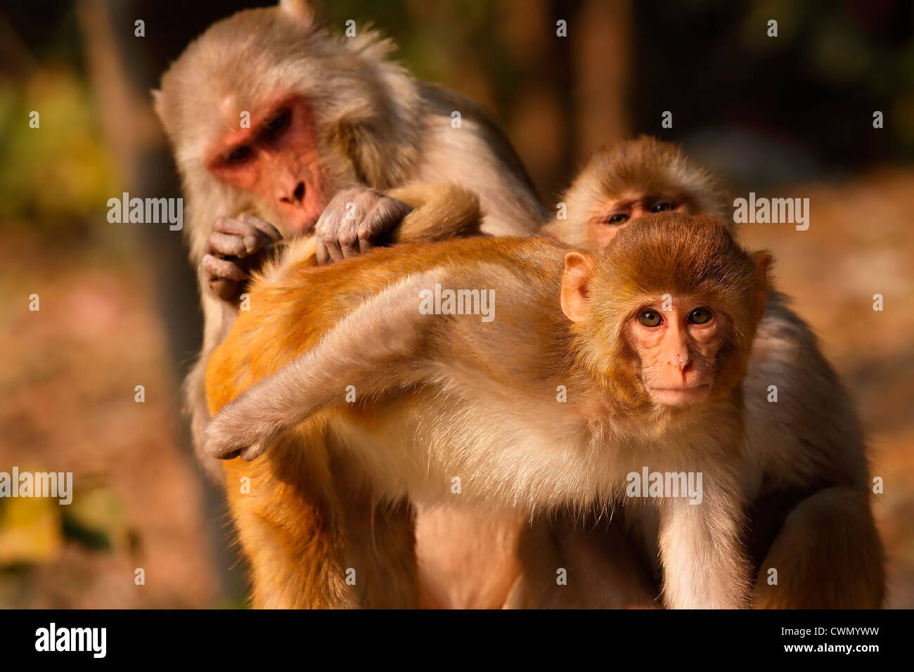 Baby monkey looking at camera Stock Photo - Alamy