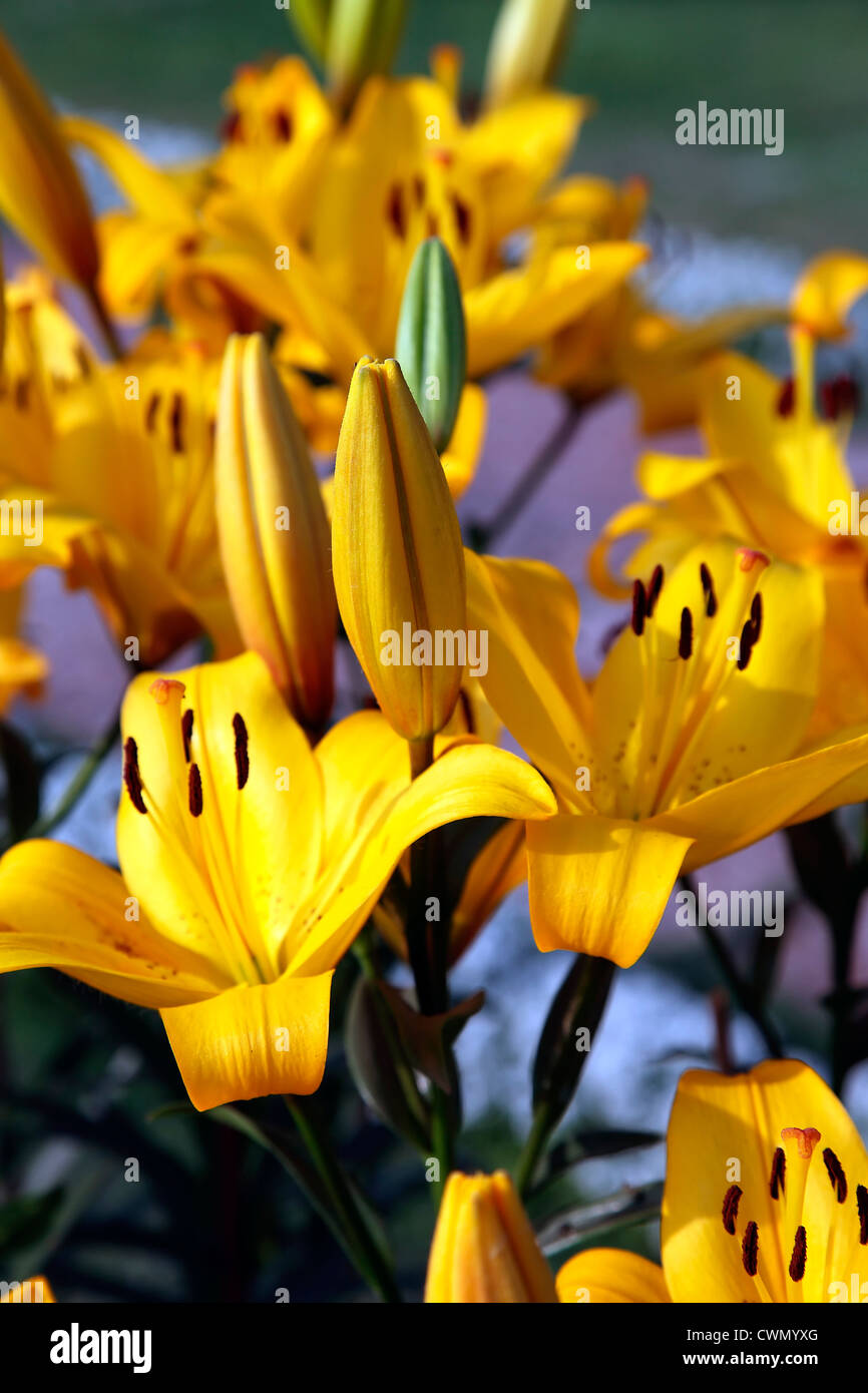 Yellow lilies in a garden Stock Photo - Alamy