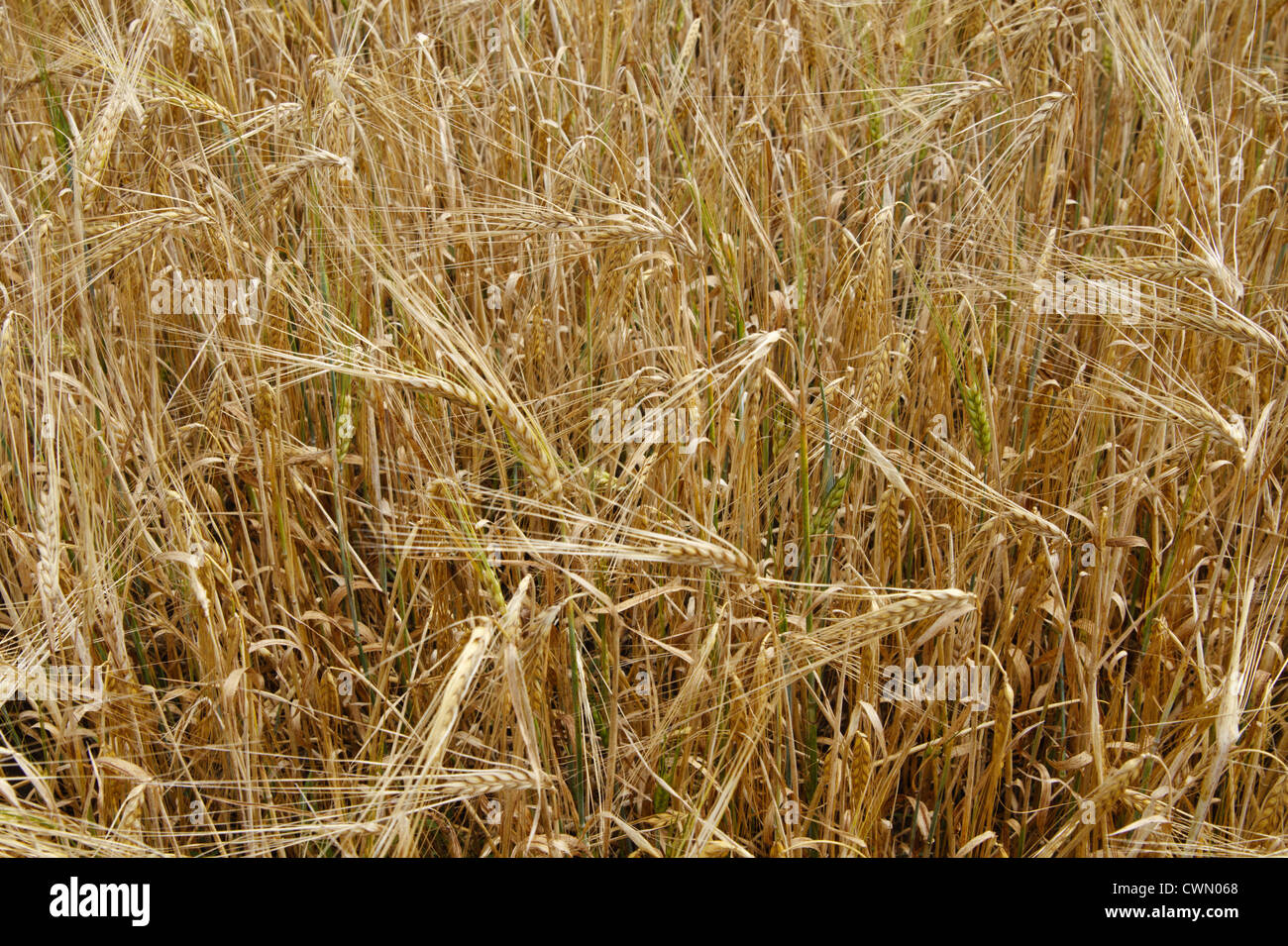 Rye field Rye field new Moscow, Russia. Rye is a grain used for bread ...