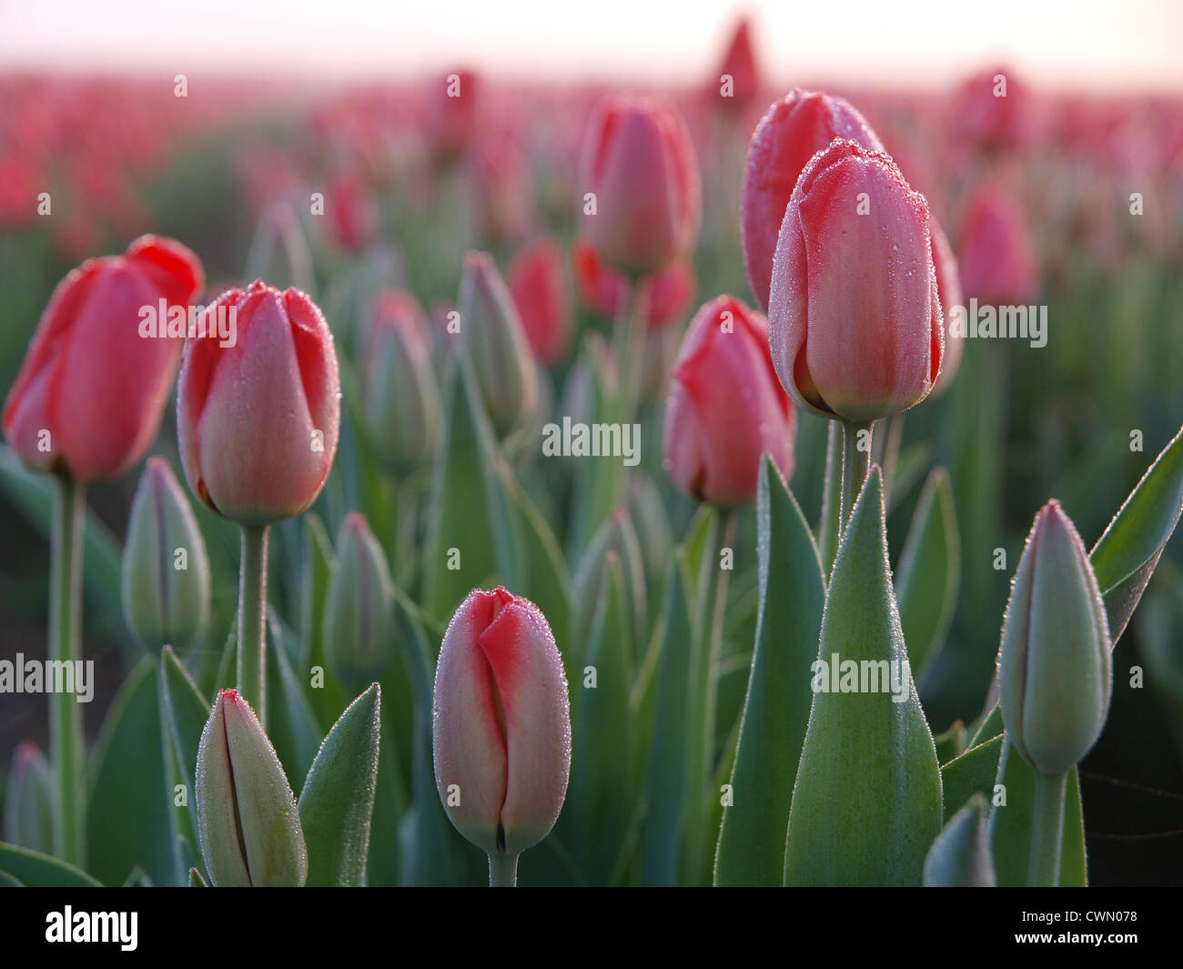 Breeding growing hi-res stock photography and images - Alamy