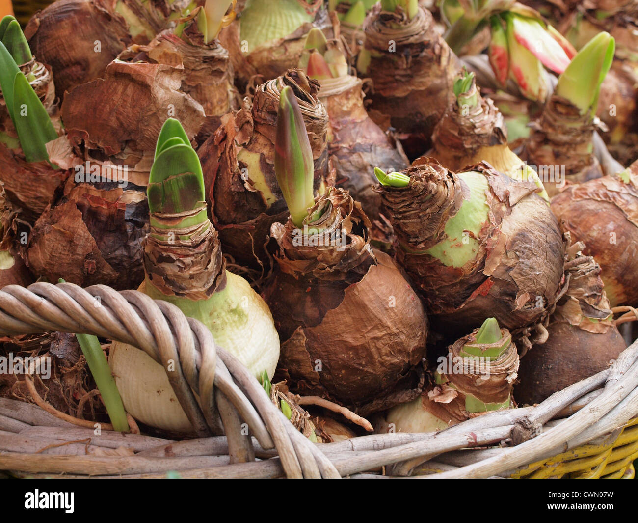 Cibule hvezdniku - Amarylis, Hippeastrum Stock Photo - Alamy