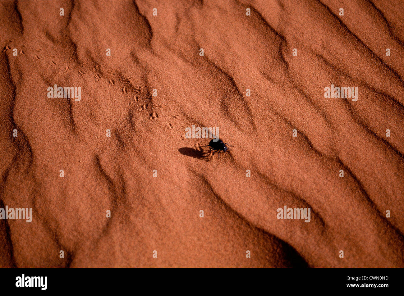 Insects In The Desert High Resolution Stock Photography and Images - Alamy