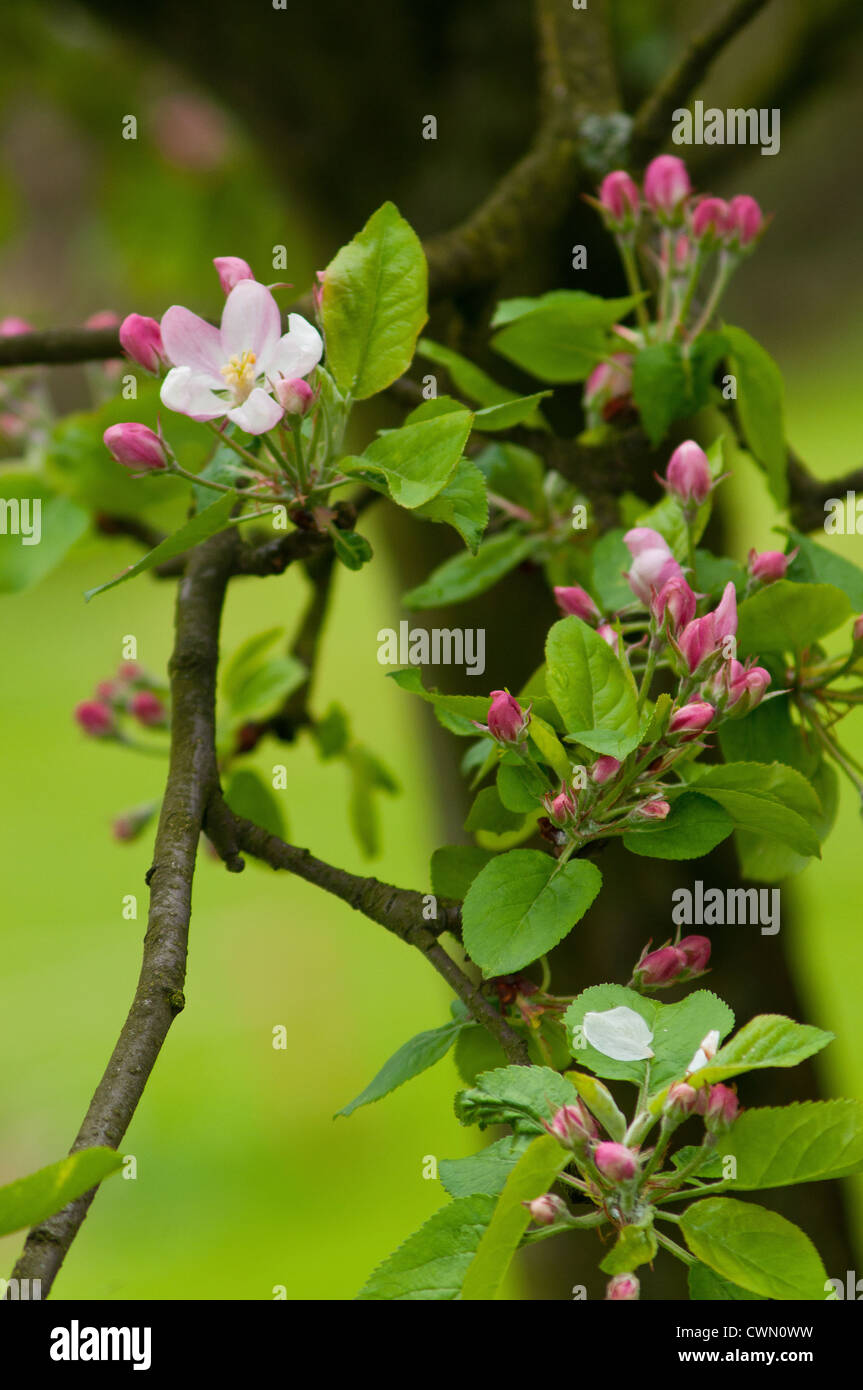 Flower of Apple Tree Stock Photo - Alamy